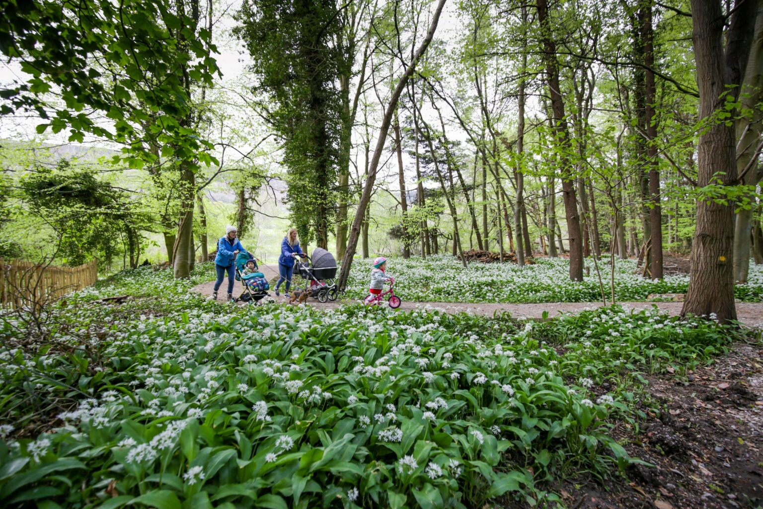 Loggerheads Country Park - Clwydian Range and Dee Valley AONB