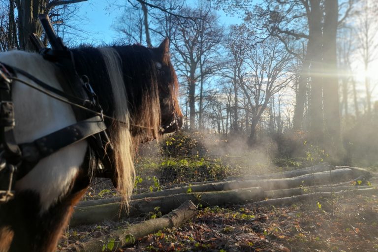 Loggerheads Country Park - Clwydian Range and Dee Valley AONB